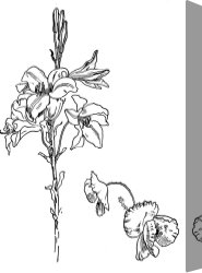 Mechanical Flower Drawing